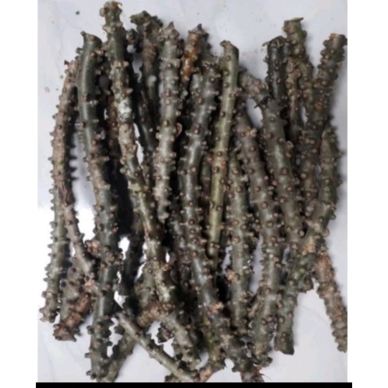 Jual Brotowali segar brotowali antawali 500gr | Shopee Indonesia