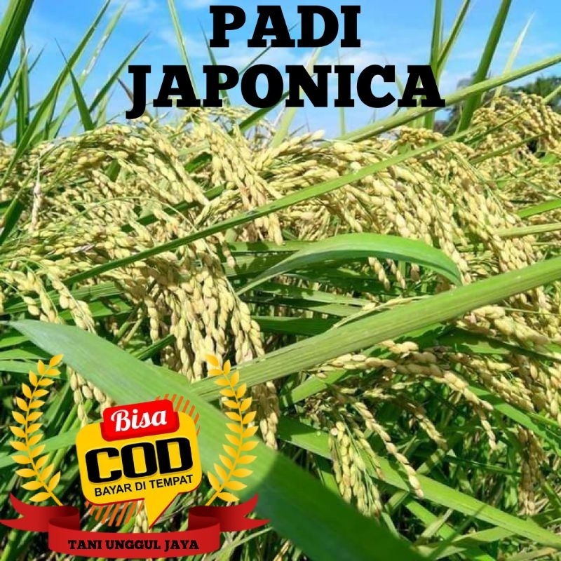 Jual Benih Padi Jepang Japonica Kemasan 1kg | Shopee Indonesia
