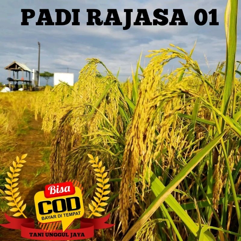 Jual BENIH PADI RAJASA 01 KEMASAN 5KG | Shopee Indonesia