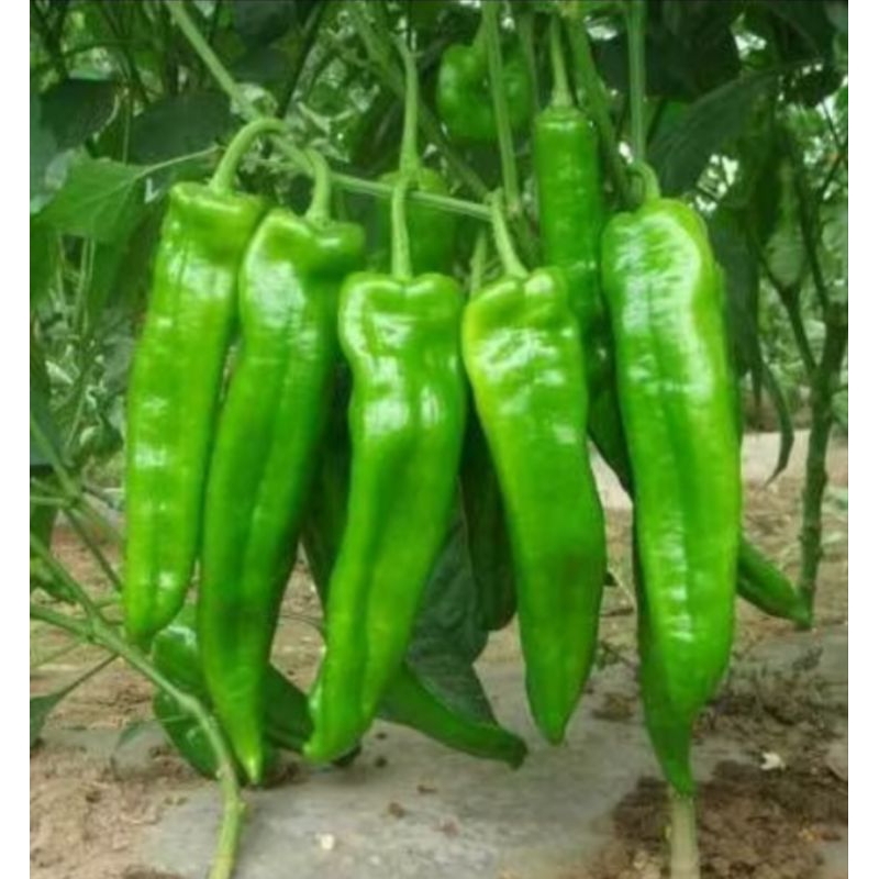 Jual 5 Benih Cabai Besar Jumbo | Shopee Indonesia