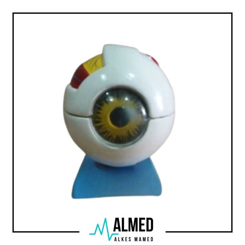 Jual MANIKIN BOLA MATA/PHANTOM BOLA MATA/TORSO MATA/ANATOMI BOLA MATA ...