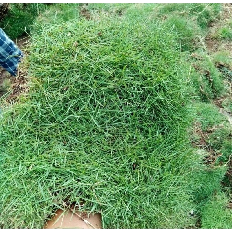 Jual MURAH!! Rumput peking / jepang Uk. 1 lempeng ( 15×15 CM) | Shopee ...