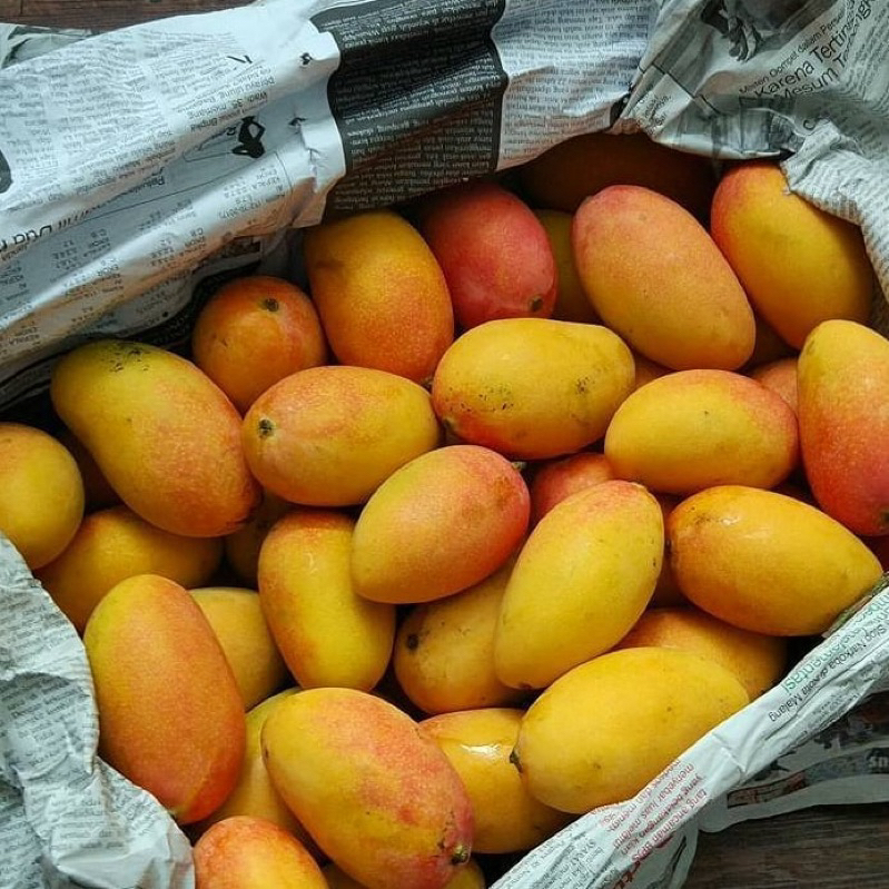 Jual Mangga Podang Gunung Suluhan Berat 1 Kg | Shopee Indonesia