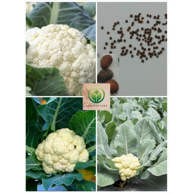 Jual BENIH KEMBANG KOL UNGGULAN HARGA ECERAN - BIJI BIBIT KEMBANG KOL ...
