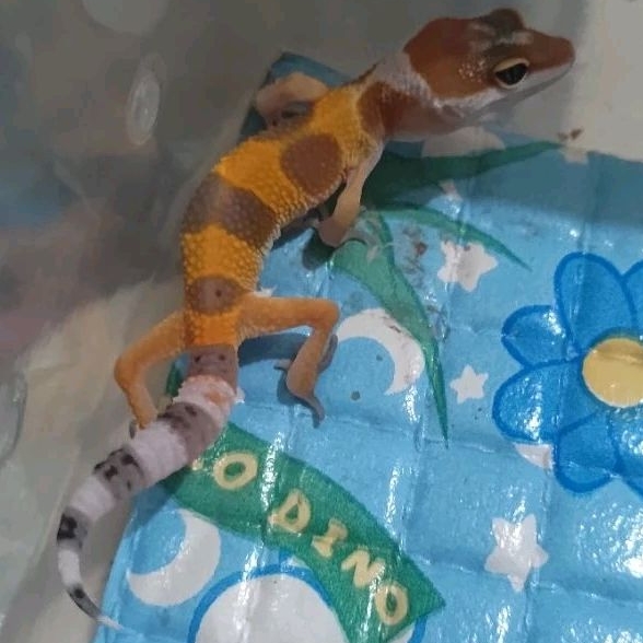 Jual Custom Order Gecko SHTCT ( TANG 24-5 ) | Shopee Indonesia