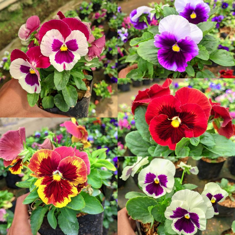 Jual Tanaman Hias Bunga Edible Flower Viola & Pansy | Shopee Indonesia