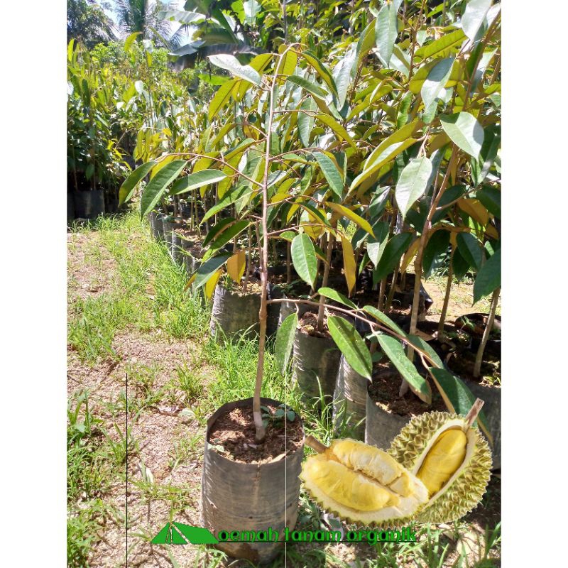 Jual BIBIT DURIAN OKULASI/GENJAH/DURIAN MONTONG/DURIAN BAWOR/DURIAN MUSANGKING | Shopee Indonesia