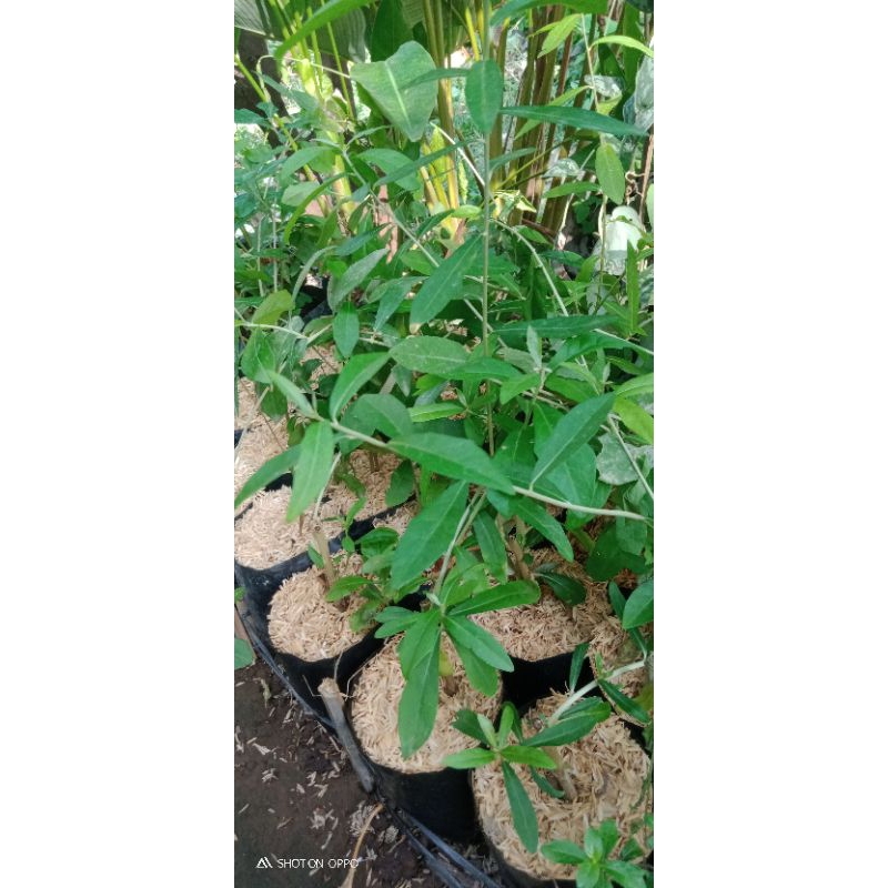 Jual Godong Jawi | Tanaman Hias Outdoor Menjuntai - Lee Kwan Yu ...