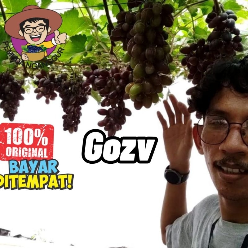 Jual Bibit Anggur Import Gosv Gozv Mudah Berbuah Crunchy Berkualitas ...