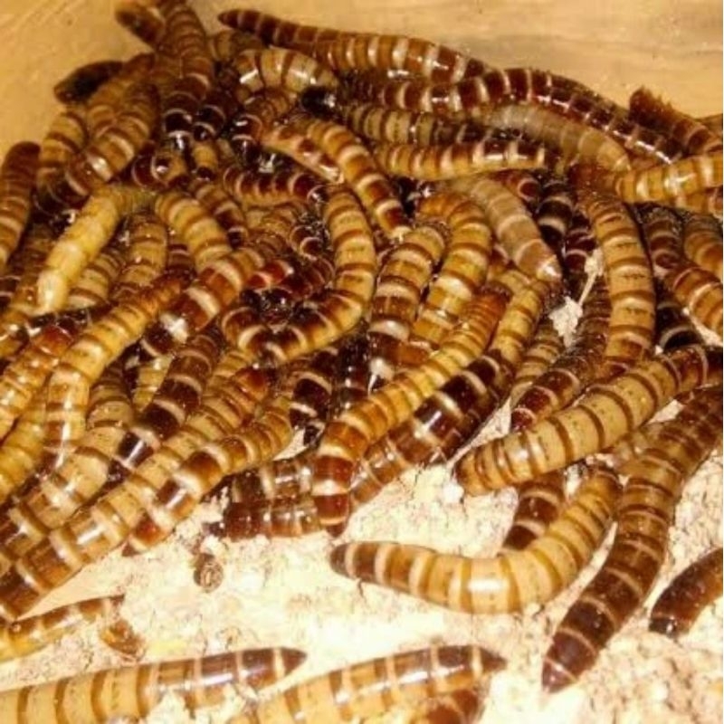 Jual ulat Jerman hidup | Shopee Indonesia