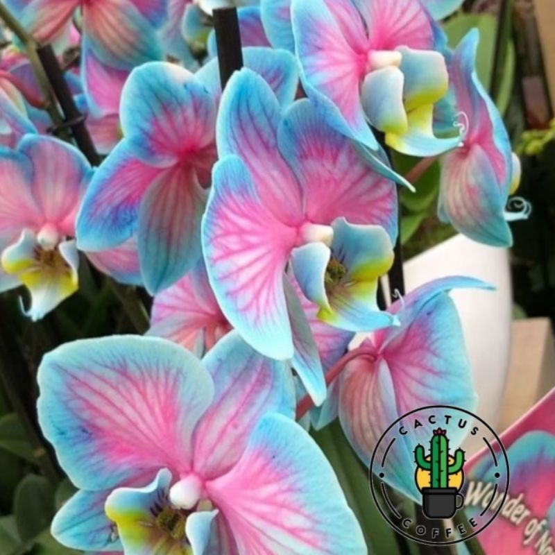Jual Seedling Anggrek Dendrobium Galaxy -tanaman hidup-bunga hidup ...