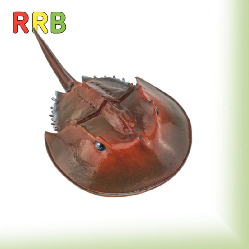 Jual Kepiting tapal kuda horse crab show kepiting purba | Shopee Indonesia