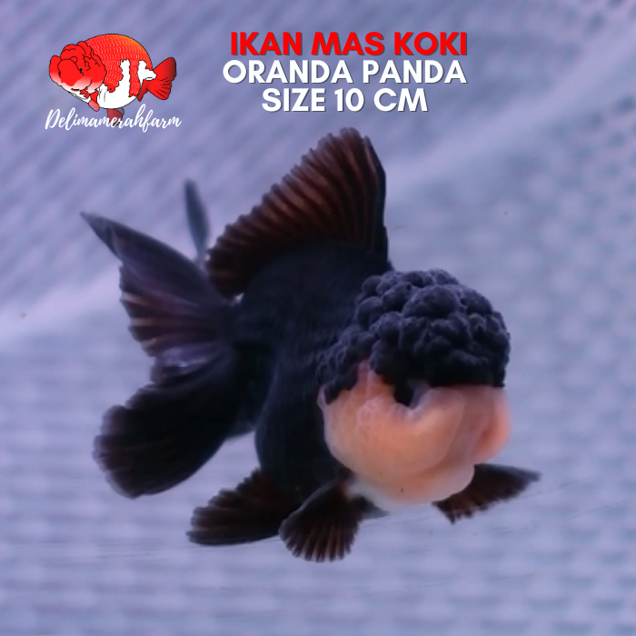 Jual IKAN MAS KOKI ORANDA PANDA SHORT BODY SIZE 9-10 CM | Shopee Indonesia
