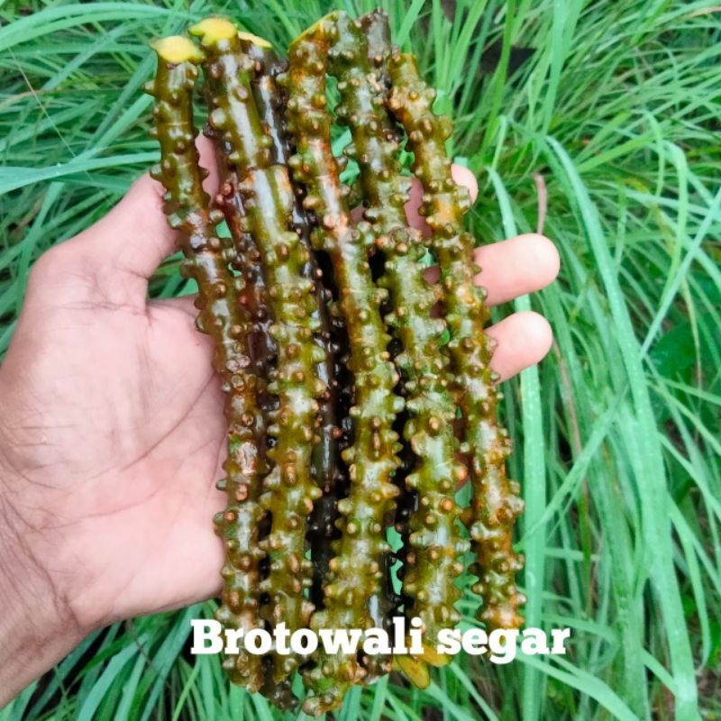 Jual 10 BATANG SEGAR BROTOWALI, PETRAWALI, PENAWAR SAMPAI | Shopee ...