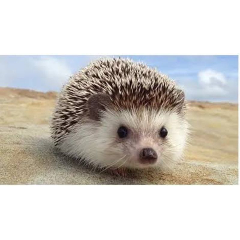 Jual perlengkapan LANDAK MINI | Shopee Indonesia