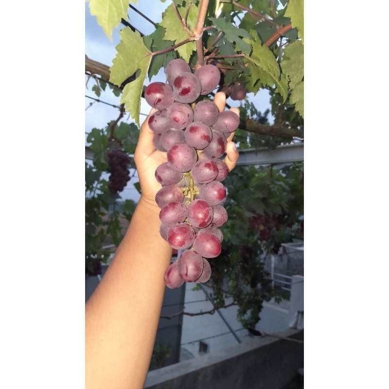 Jual Bibit Anggur EVEREST [MANTRI OF GRAPES] | Shopee Indonesia