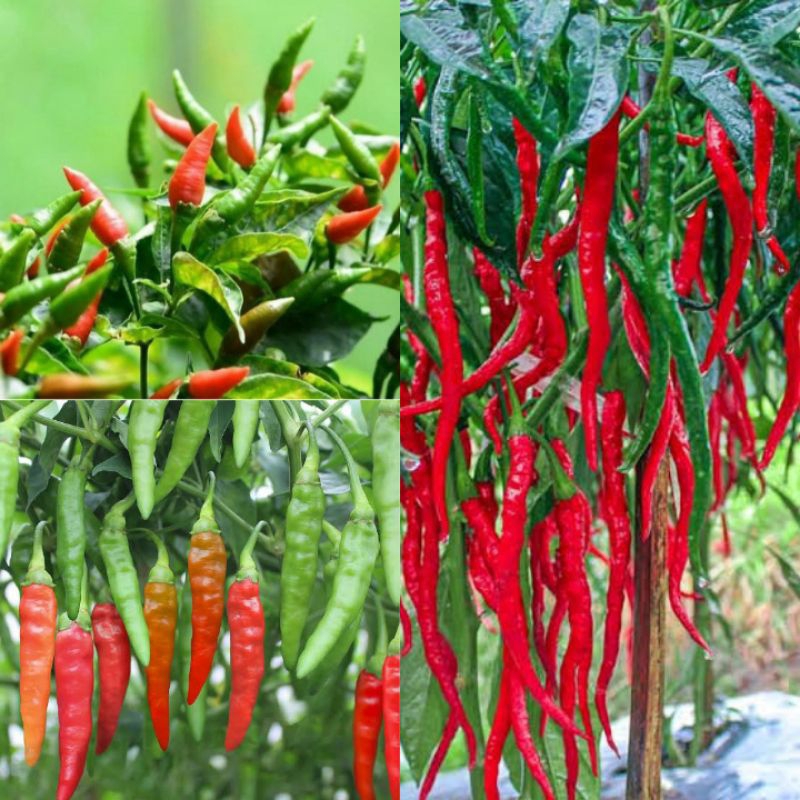 Jual PROMO paket 3 jenis tanaman cabe | CABE DOMBA | CABE KERITING ...