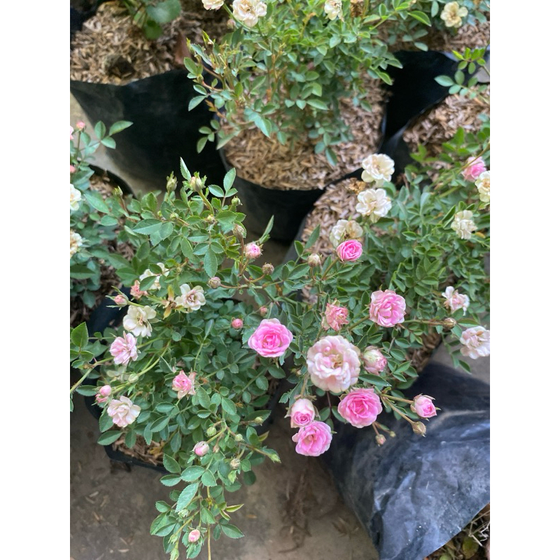 Jual Tanaman Hias Mawar Baby Rose Siap Tanam | Shopee Indonesia