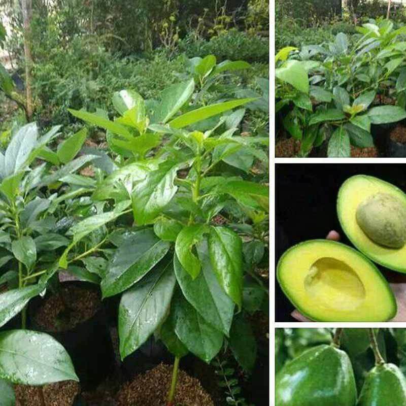 Jual Bibit alpukat mentega jumbo asli tanaman buah hasil okulasi supet ...