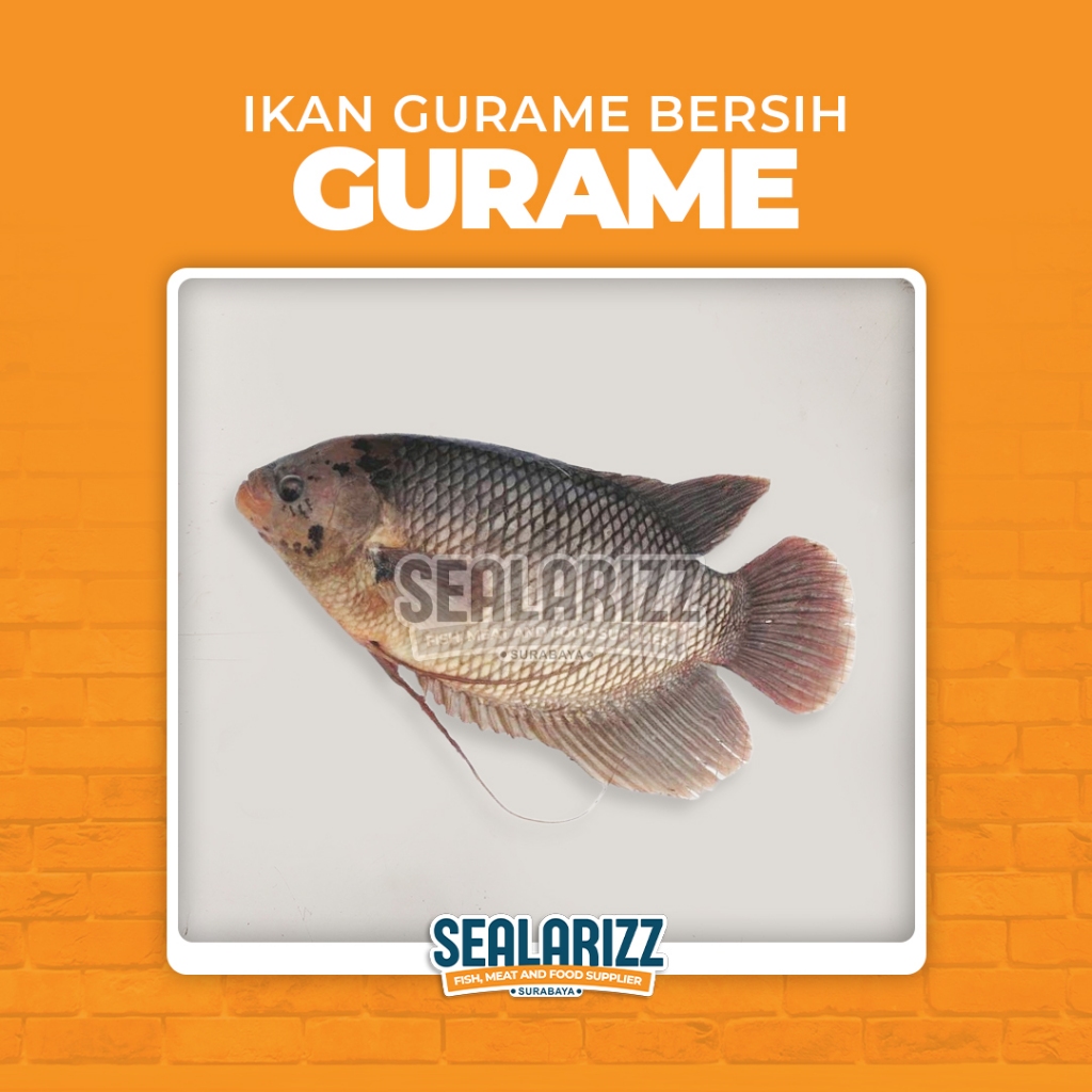 Jual Ikan Gurami Segar Bersih / Ikan Gurame / Gurami / Jual Gurame ...