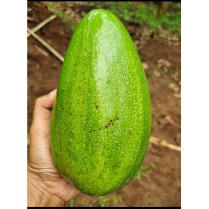 Jual Alpukat manis dan pulen | Shopee Indonesia