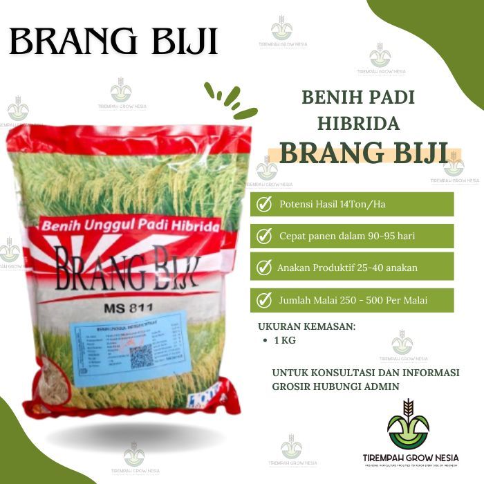 Jual BIBIT PADI BRANGBIJI BENIH PADI BRANGBIJI PADI BRANG BIJI PADI ...