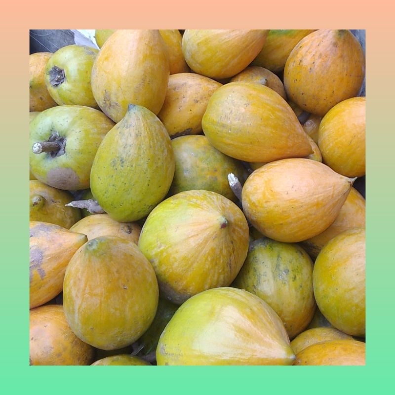 Jual Sawo Belanda 1 kg | Buah sawo Belanda kiloan | Sawo Belanda manis ...