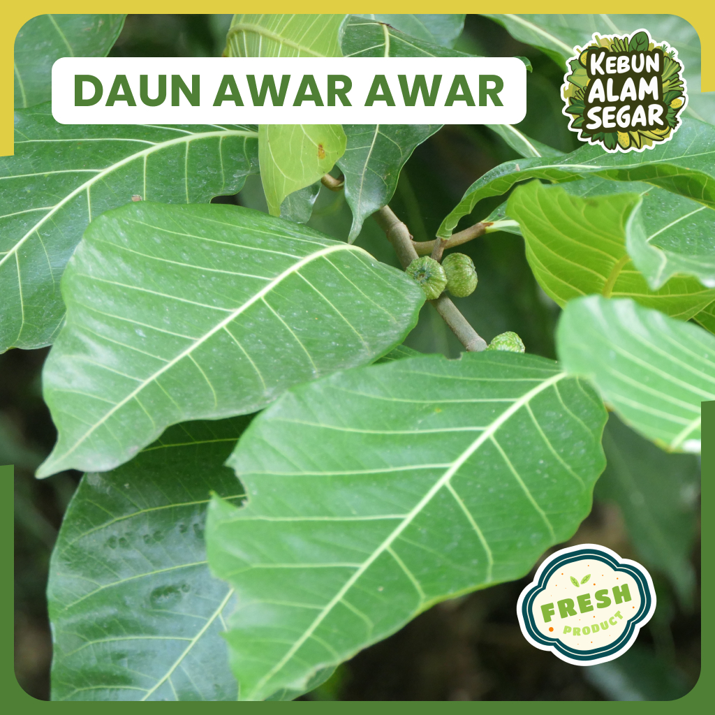 Jual DAUN AWAR AWAR LIAR SEGAR 100 gram Langsung Petik | Shopee Indonesia