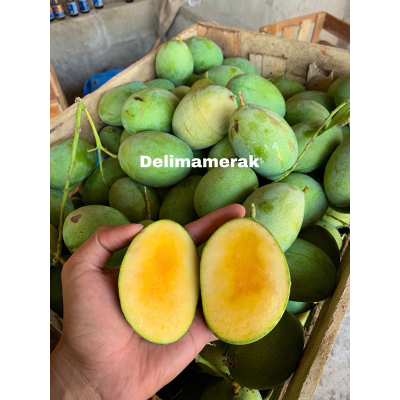 Jual mangga khas situbondo 1kg ( isi 3-5 buah ) | Shopee Indonesia