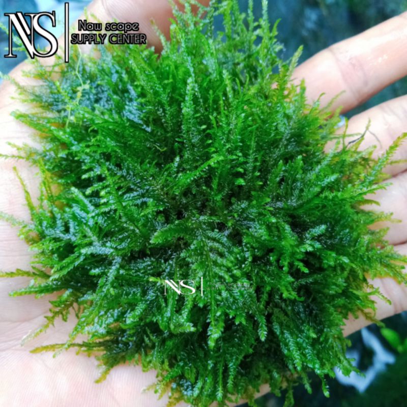 Jual Java moss sudah daun air sudah di lengkapi dengan media wabikusa ...