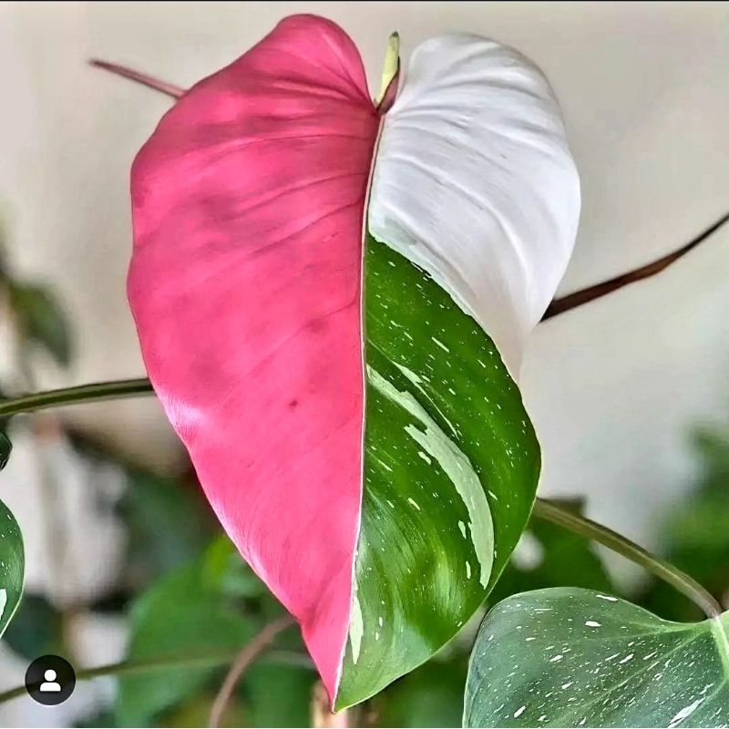 Jual Tanaman Hias Philodendron Pink Princess /Tanaman Hias Philo Pink ...