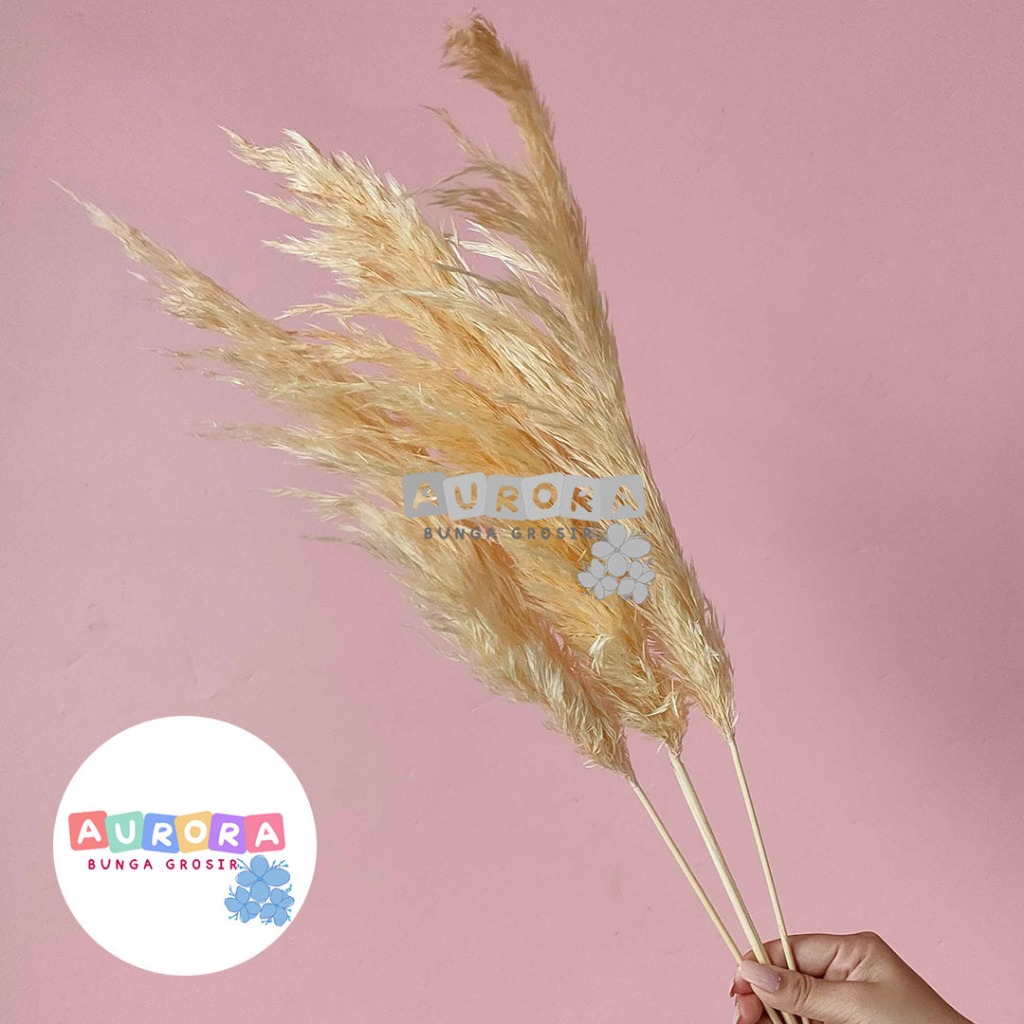 Jual Dried Flower Pampas Grass Ravenna Bunga Tanaman Kering Asli Impor ...
