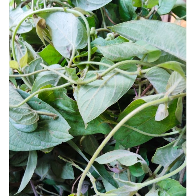 Jual daun simbukan atau daun kentut segar 1kg | Shopee Indonesia