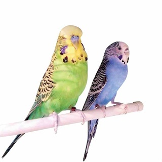 Jual Burung Parkit Warna Sepasang | Shopee Indonesia