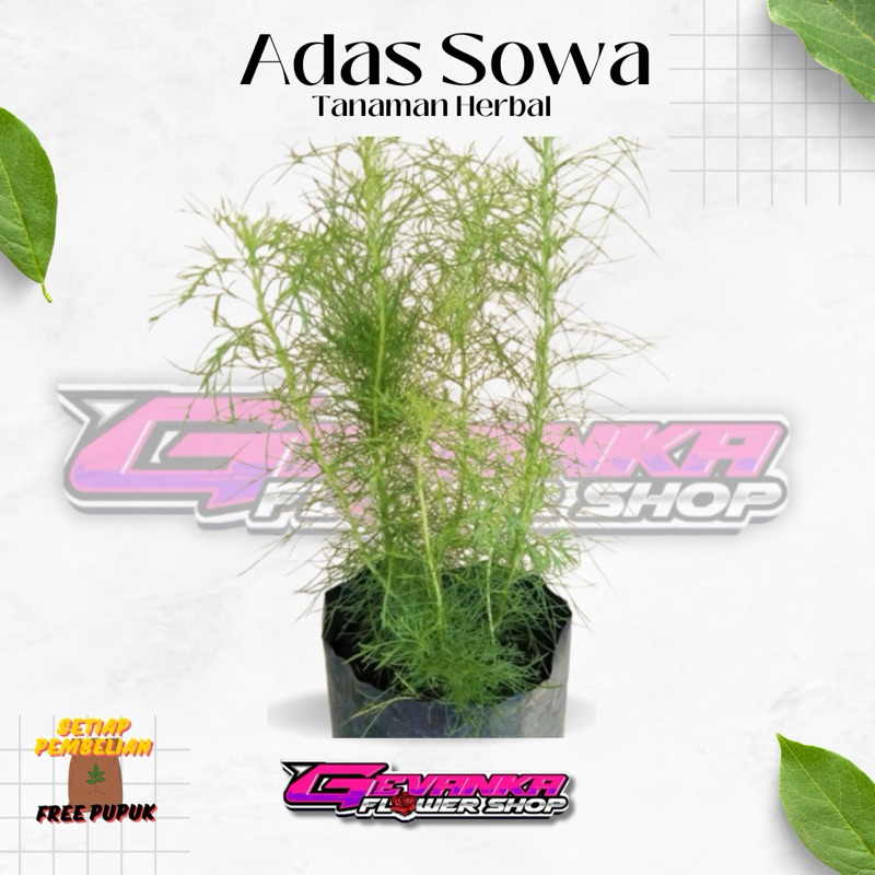 Jual Daun Herbal ADAS SOWA - Bibit Tanaman Herbal Daun Dill Dukat ...
