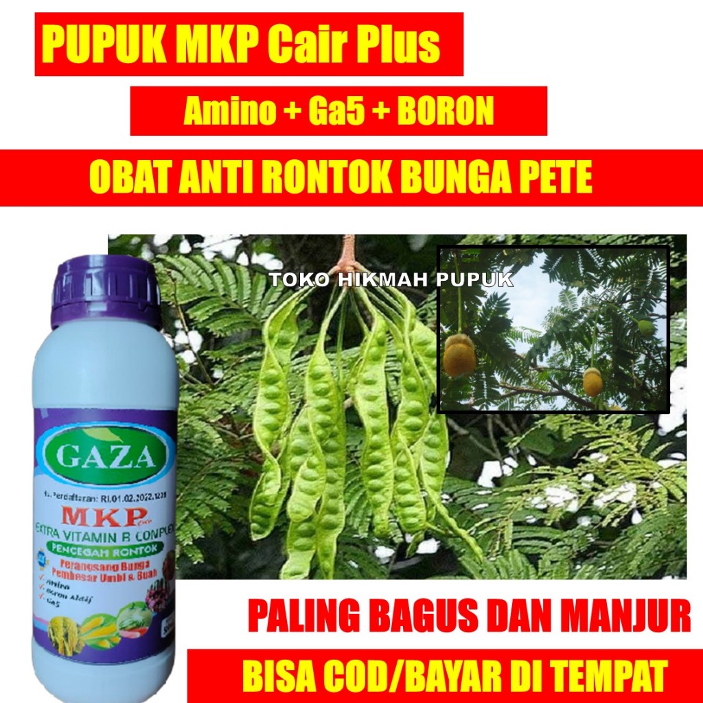 Jual Pupuk Kalsium MKP GAZA Pupuk untuk Pete/Petai Agar Bunga Tidak ...