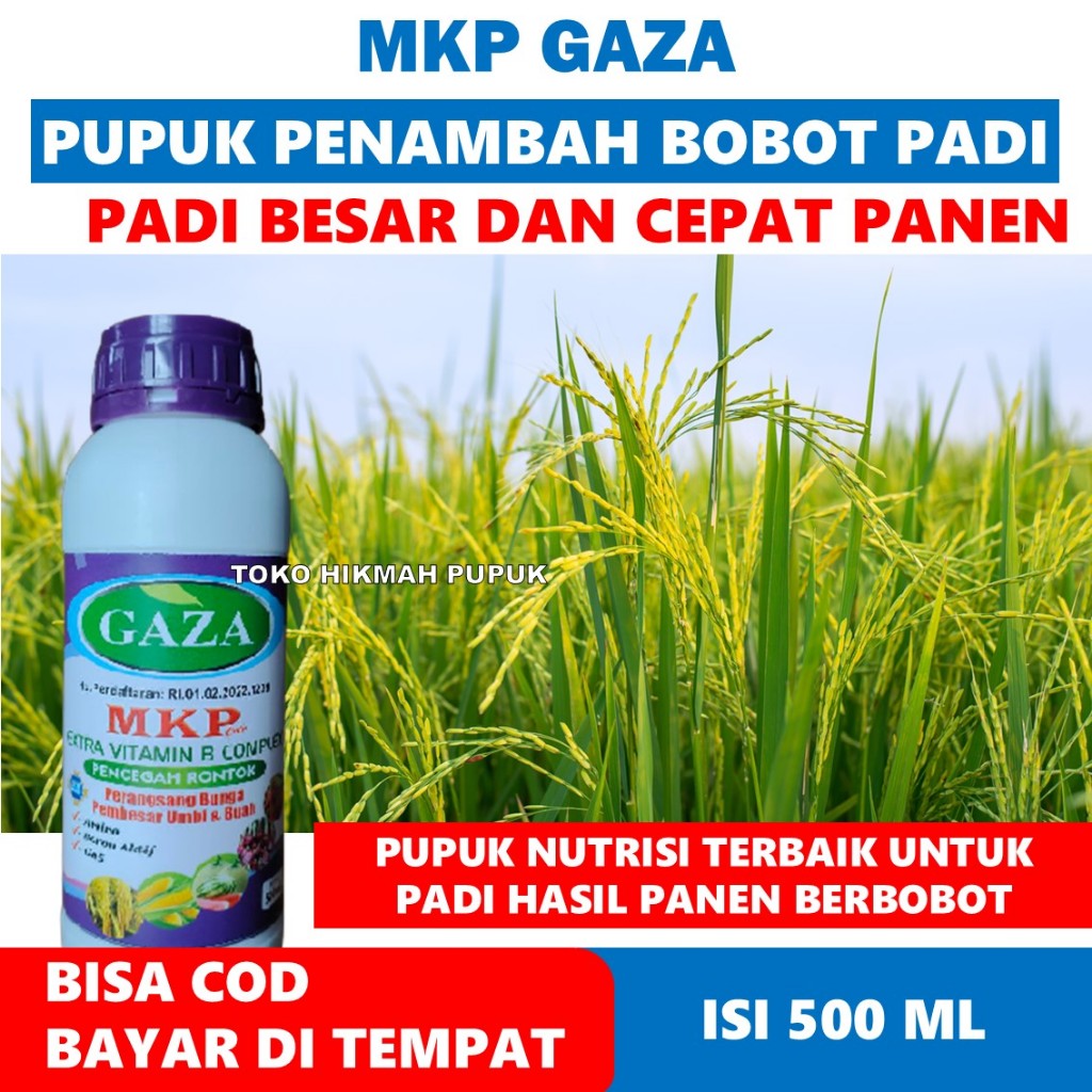 Jual (PUPUK KALSIUM PADI) isi 500 ML MKP GAZA PUPUK PENAMBAH BOBOT PADI AMPUH, Pupuk Bulir Padi ...