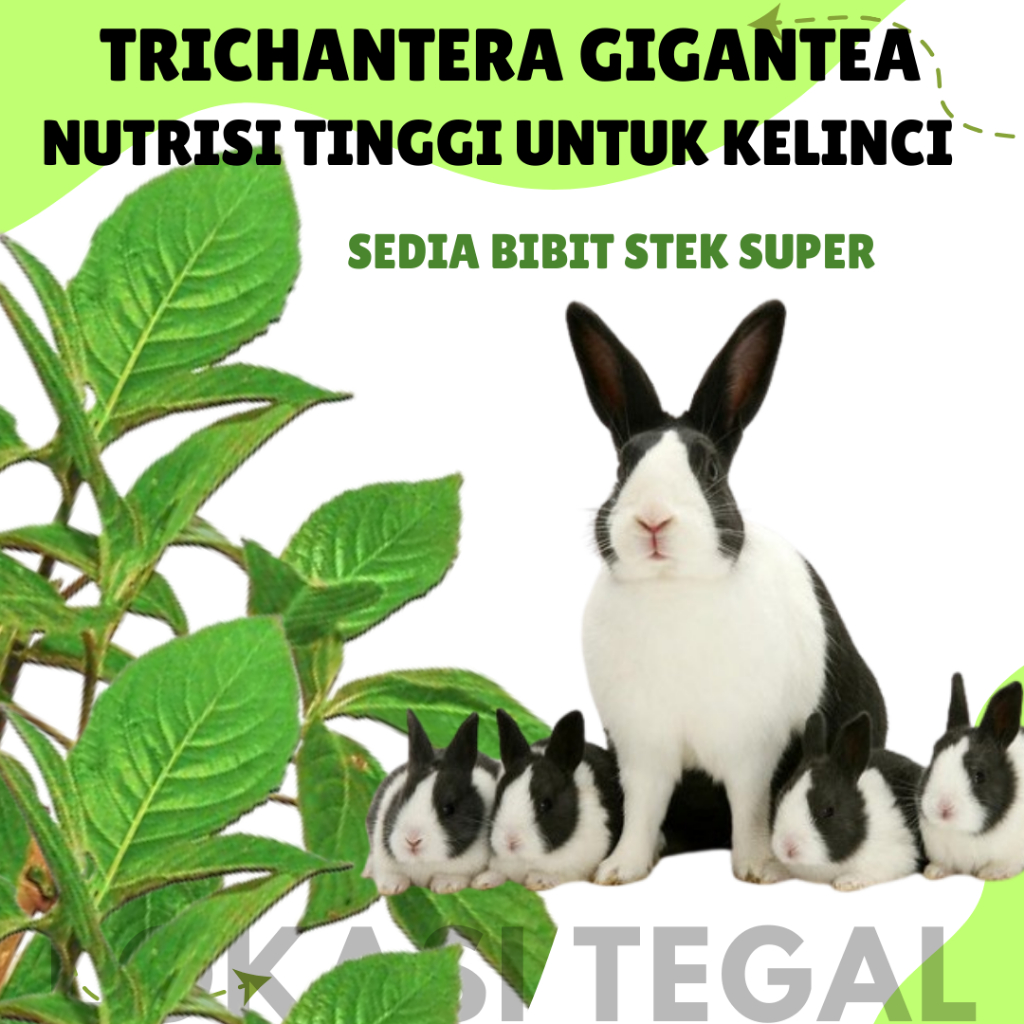 Jual Bibit Stek Trichantera Gigantea / U NTUK KELINCI / Madre de agua ...