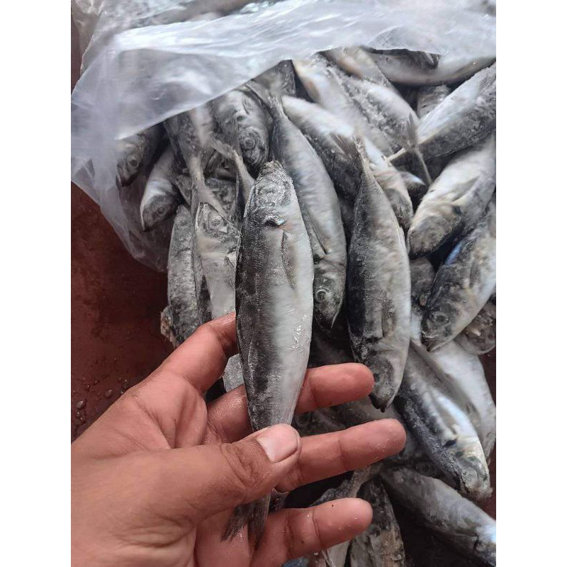 Jual Ikan Layang Kecil RJ Fish 10kg | Shopee Indonesia