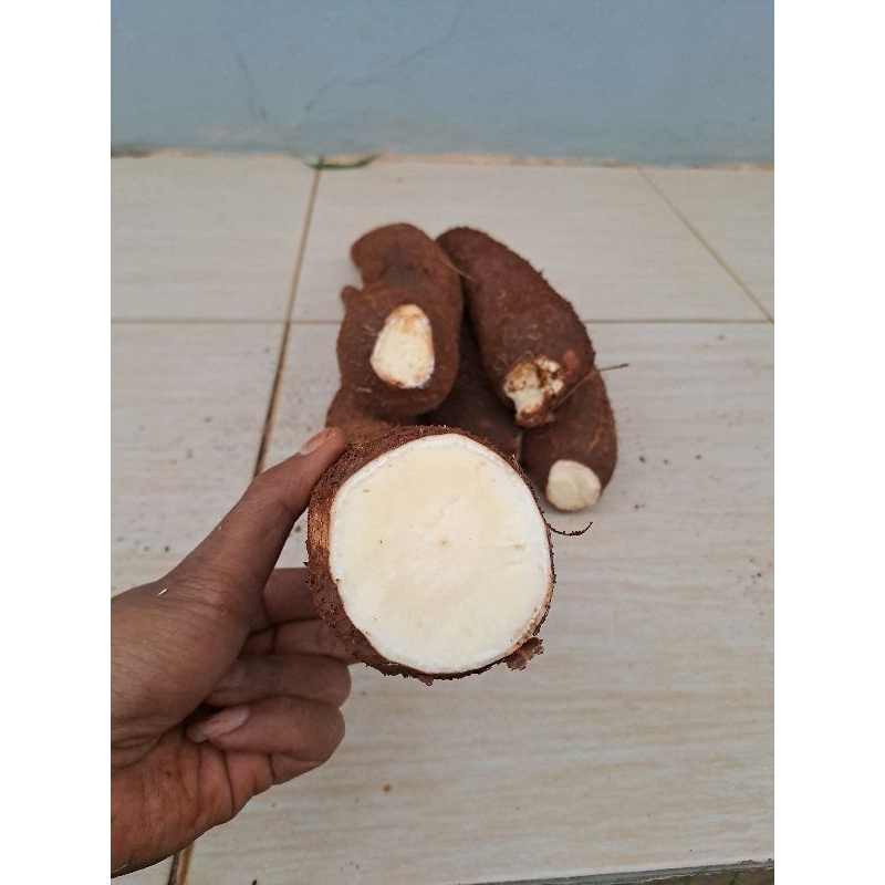 Jual singkong mentega 1kg / singkong kuning mentega | Shopee Indonesia