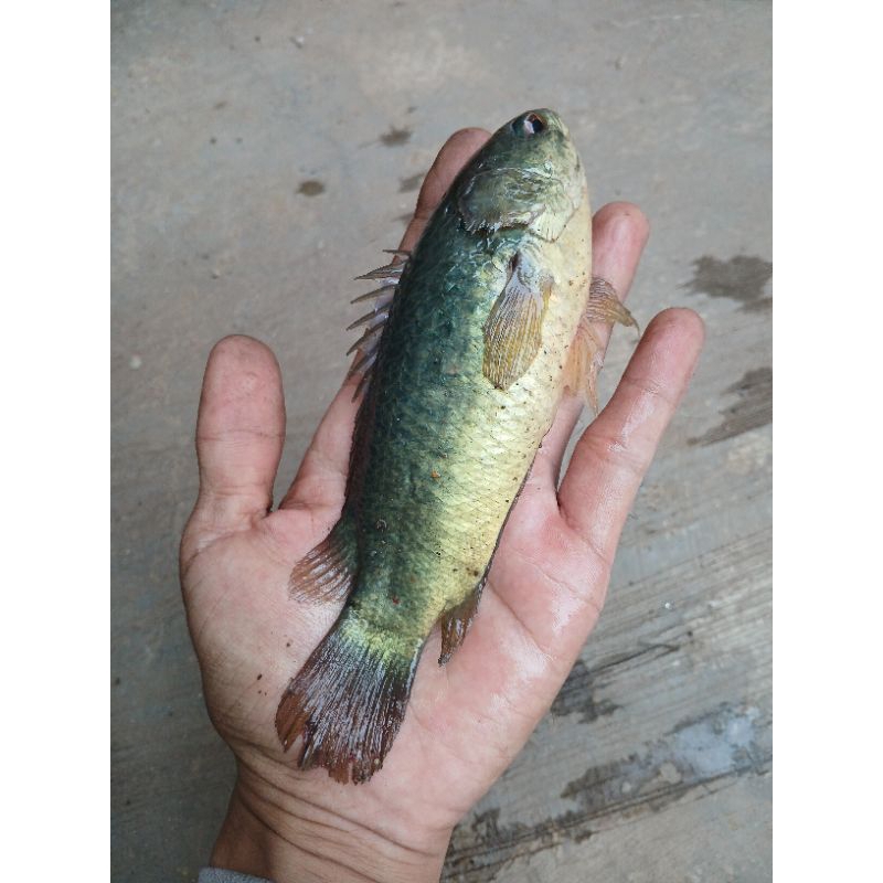 Jual ikan betok / betik papuyu hidup harga per 1000gr | Shopee Indonesia