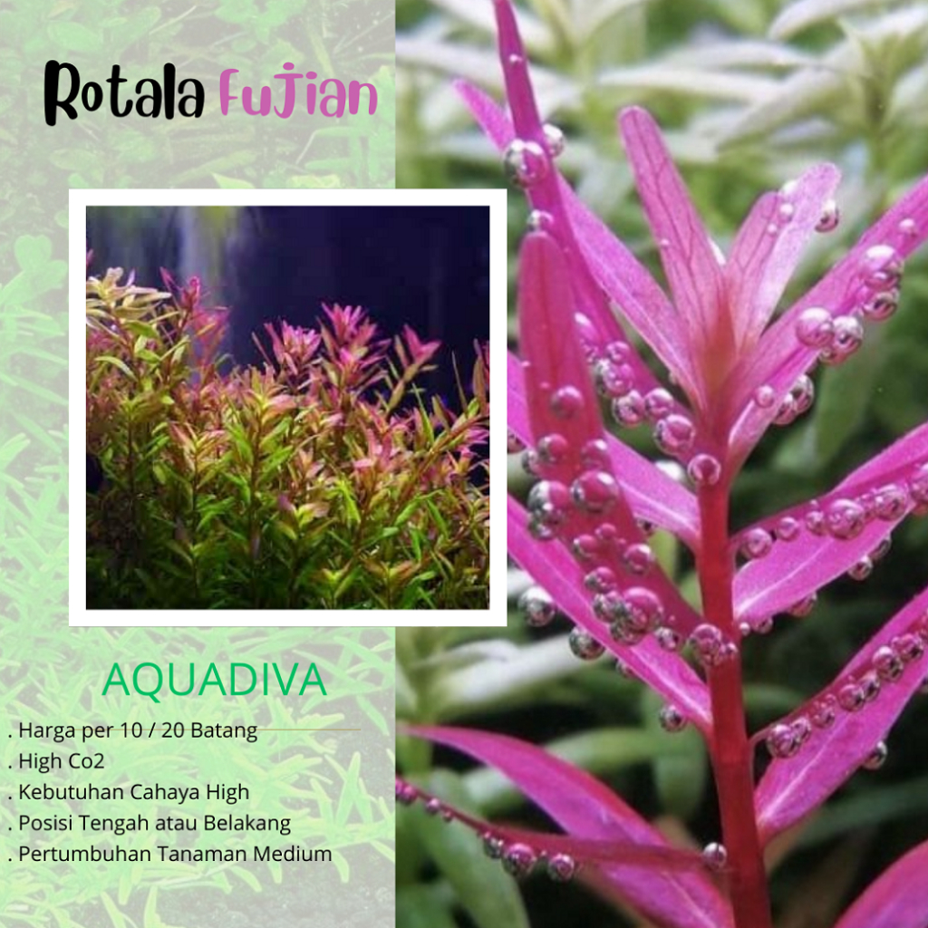 Jual Rotala fujian 20 batang | Tanaman Aquascape stemplant plant | Shopee Indonesia