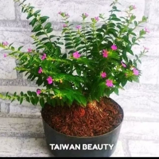 Jual jenis tanaman Taiwan beauty | Shopee Indonesia