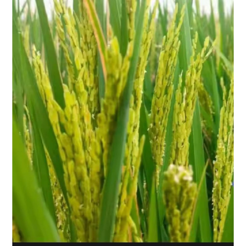 Jual BENIH BIBIT PADI NGAOS MAWAR KUALITAS UNGGUL KEMASAN 1KG (COD ...