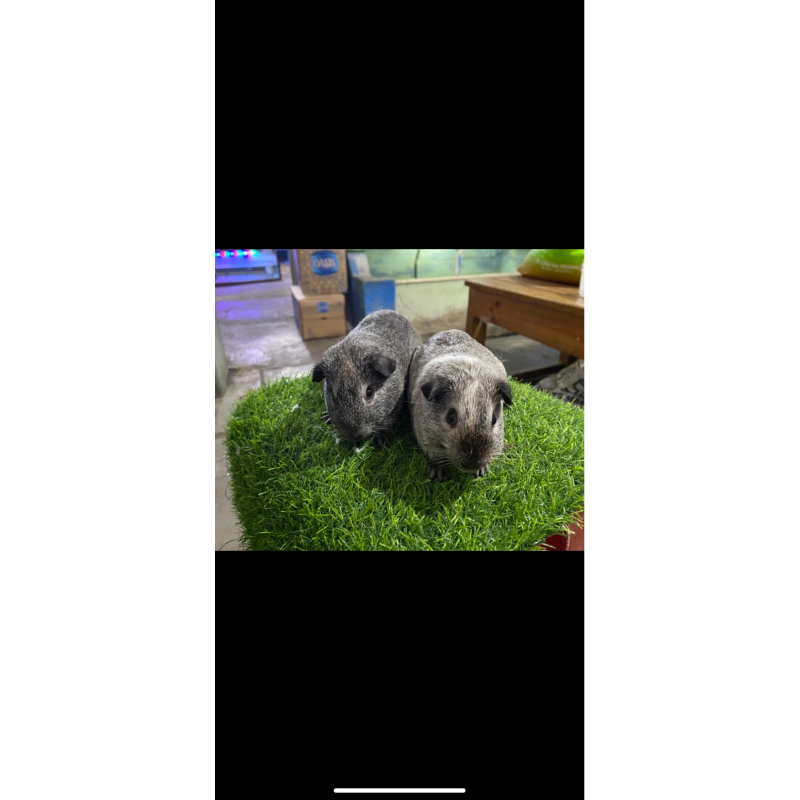 Jual marmut hias american/ Guinea pig american remaja | Shopee Indonesia