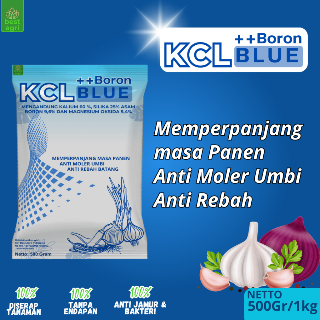 Jual KCL Blue 500 Gram Pupuk KCL Silika Plus Boron Anti Moler dan Anti ...