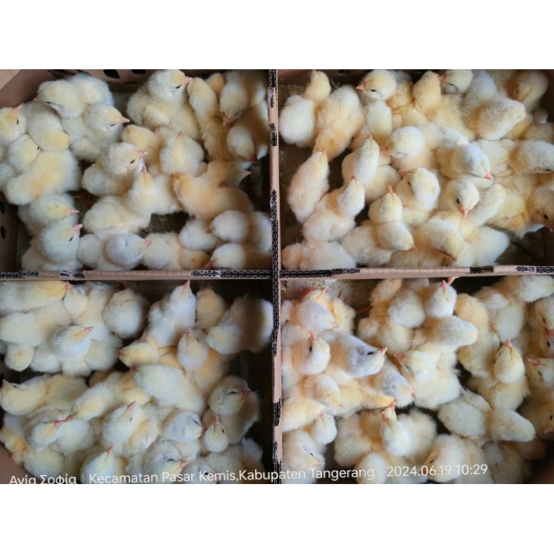 Jual DOC anak ayam pejantan (pertumbuhan lambat seperti ayam kampung ...