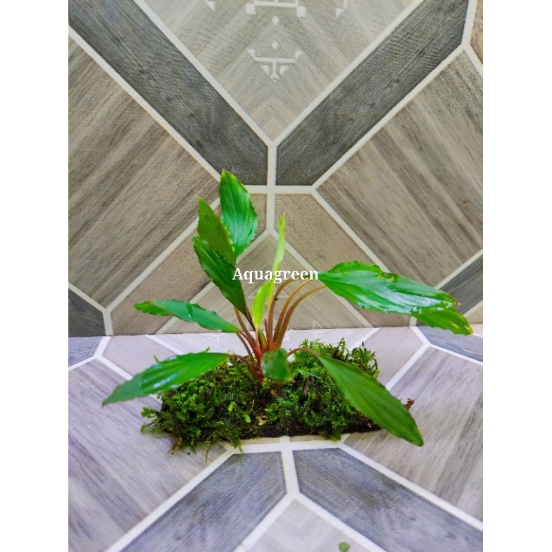 Jual Anubias sp media pakis hiasan aquarium tanaman aquascape | Shopee ...