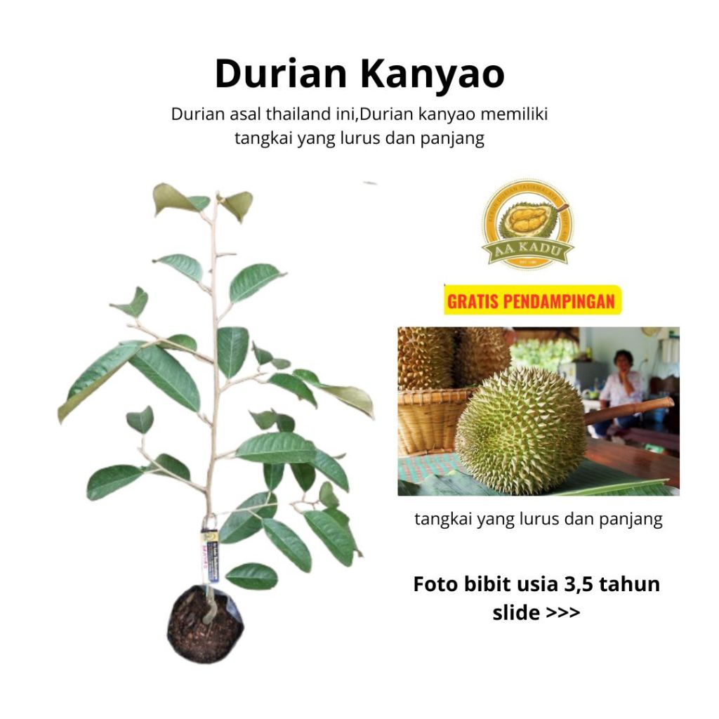 Jual Bibit Durian Kanyao - Premium dari Thailand - Buahnya memiliki ...