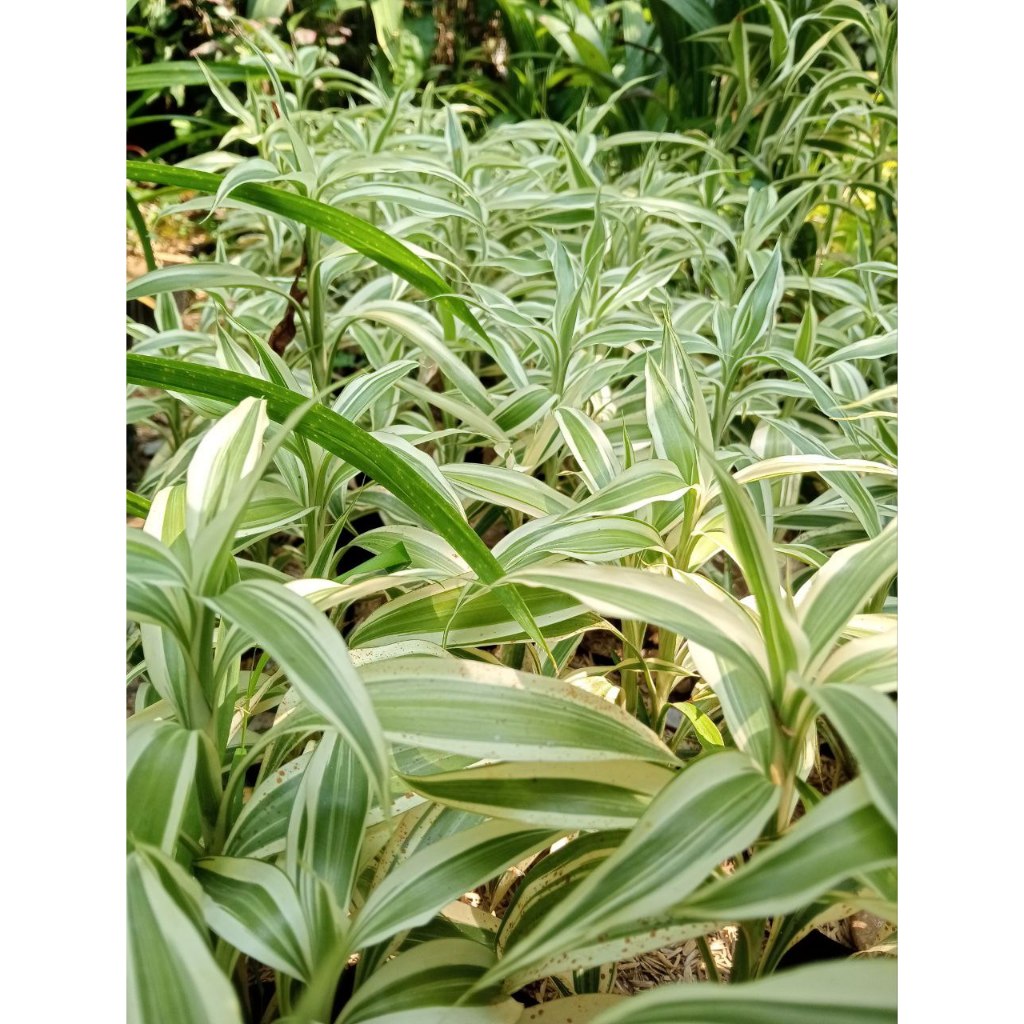 Jual Tanaman Hias Sri Rejeki Varigata Langka / Bambu Air / Bambu China ...
